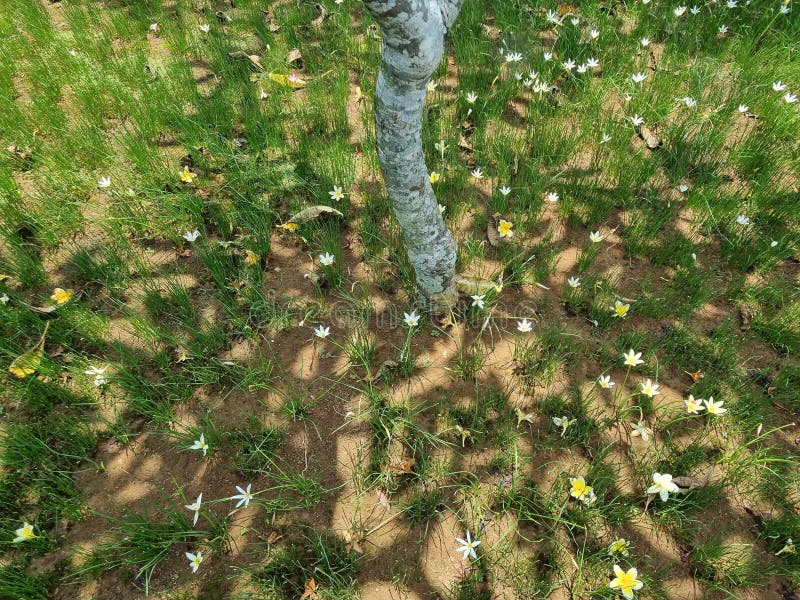 Shadow of Tree Over the Flowers Stock Image - Image of produce, shrub ...