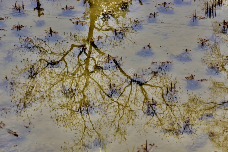 Paddy roots stock image. Image of brown, roots, root - 135448981