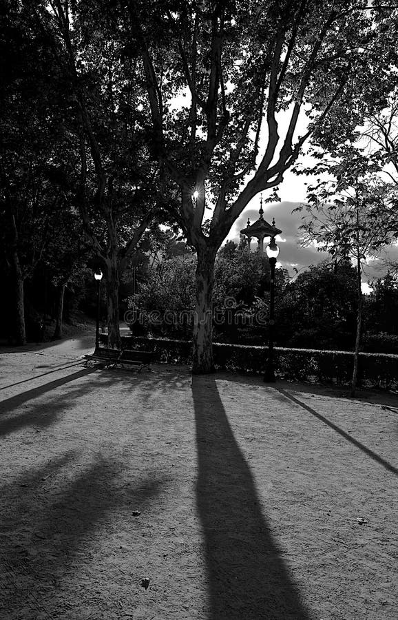 Shadow of a tree in a park stock image. Image of shadow - 189518801