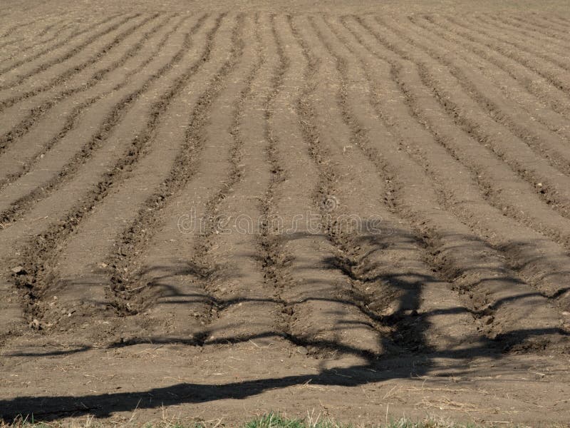 Potatoes field blooming stock image. Image of agriculture - 102881543