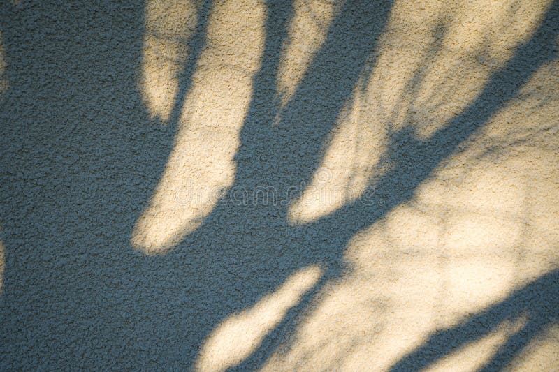 A Shadow of a Tree Projecting Onto a Plastered Wall Taken in Macro on a ...