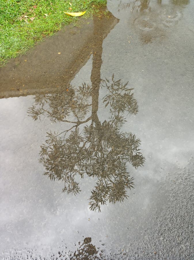 The Shadow of a Tree in a Puddle of Rain Stock Image - Image of sketch ...