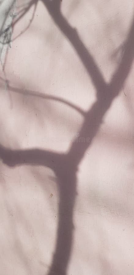 Shadow of a Tree on a Quill the Sun is Shining Gray Shadow Pink ...