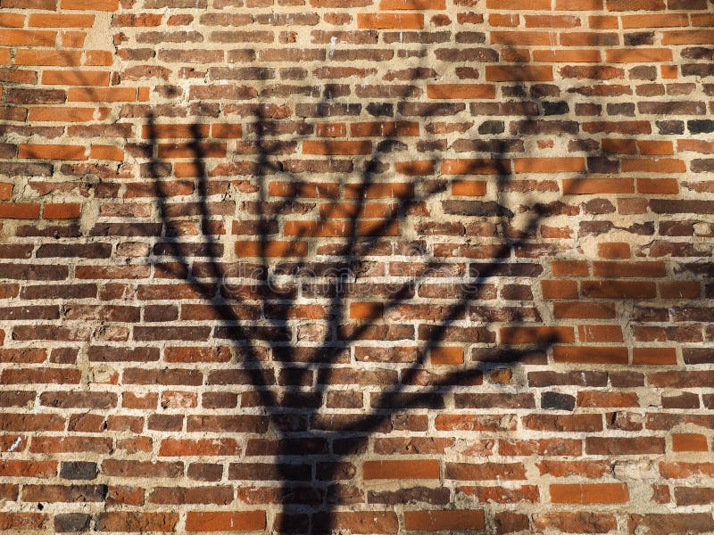 Tree Shadow on Red Brick Wall Stock Photo - Image of textured, surface ...