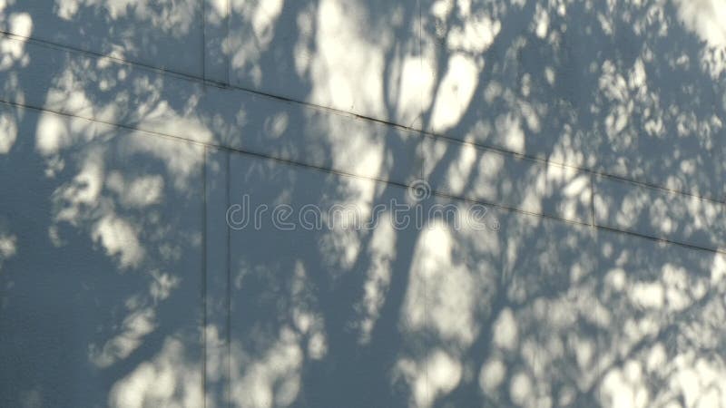 The Shadow of a Tree Reflected on the Wall. Swaying Quietly. Stock ...