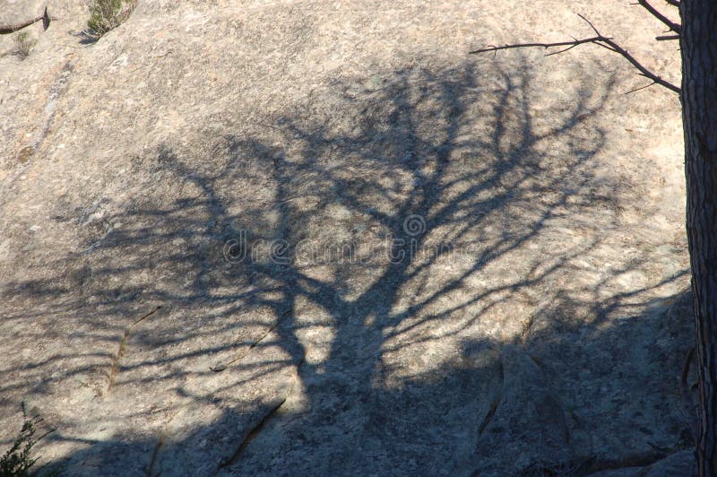 Shadow of a Tree on the Rock Stock Photo - Image of shade, tree: 128101704