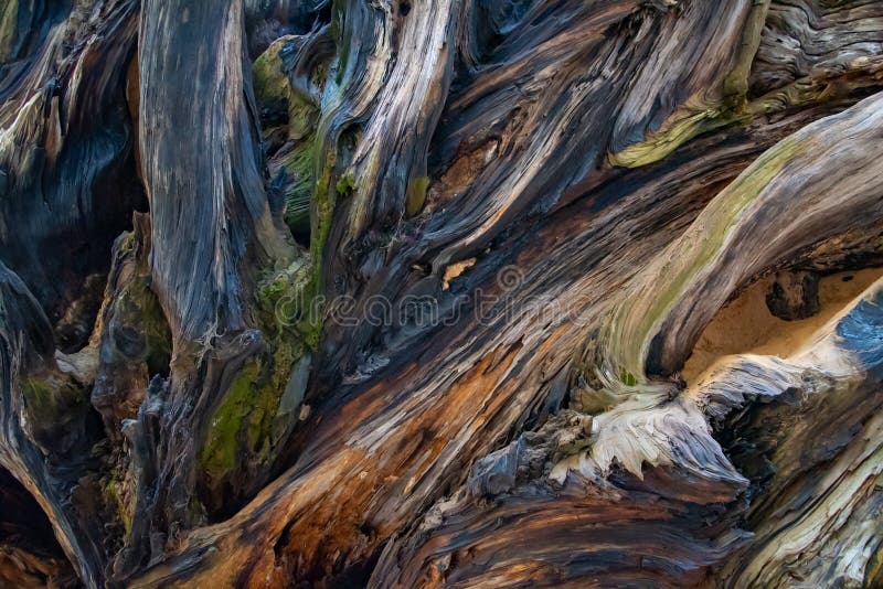 In the Shadow of Tree Roots Stock Image - Image of fallen, tree: 130722419