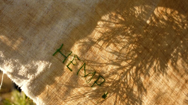 Shadow of the Tree. Rough Hemp Fabric Swings on a Pine Tree Branch in ...
