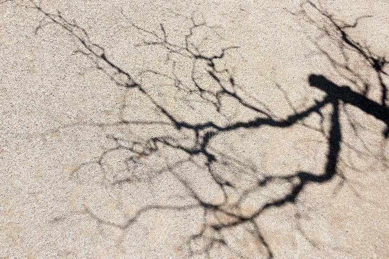 The shadow of the tree stock photo. Image of backdrop - 255716584