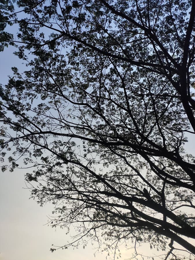 Shadow of Tree Branches in the Evening Stock Photo - Image of natural ...