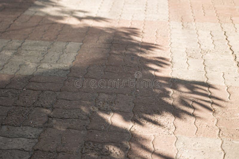 Tree Shadow on the Sidewalk Stock Photo - Image of shady, floor: 317522498