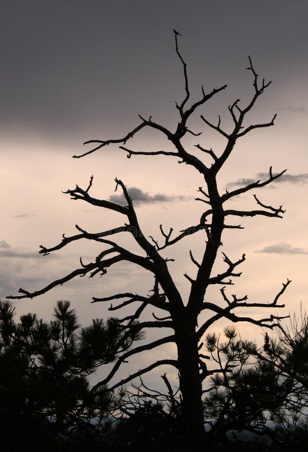 Shadow tree stock image. Image of pine, tree, clouds - 60301009
