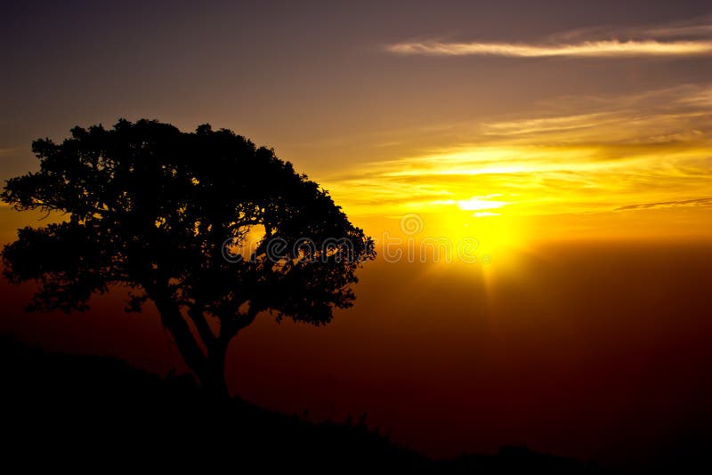 Black Cat Silhouette at Sunset. Santorini, Cyclades Islands. Greece ...