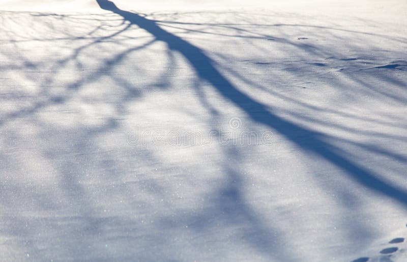 The Shadow of a Tree on the Snow in Winter As a Background. Stock Image ...