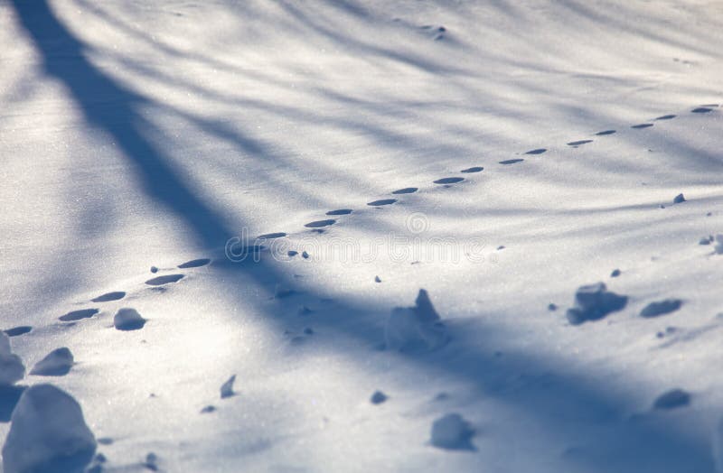 The Shadow of a Tree on the Snow in Winter As a Background. Stock Photo ...