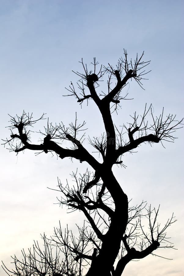 Dead tree stock image. Image of vertical, lonely, leafless - 10893719