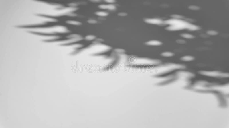 Shadow of a Tree Sways on a White Background Stock Illustration ...