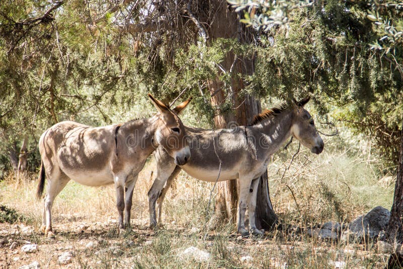 In the Shadow of a Tree There are Two Donkeys Stock Image - Image of ...