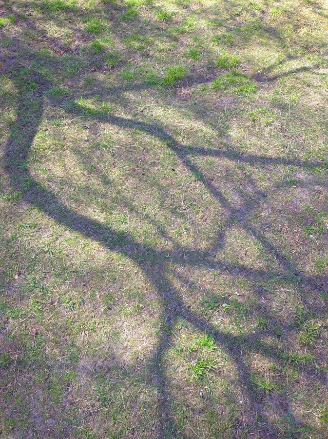 Shadow of a tree stock image. Image of design, black - 180865041