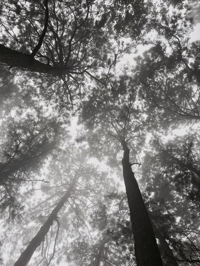 Shadow tree stock photo. Image of forest, tree, shadow - 77040158