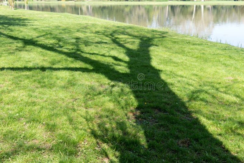 Shadow of the Tree Trunk on the Green Meadow Stock Image - Image of ...