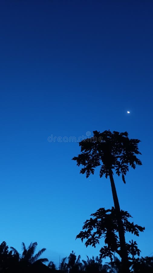 Shadow of the Tree at Twilight Stock Photo - Image of tree, moon: 277626374