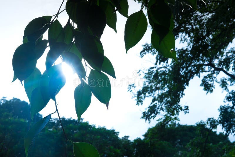 Shadow after the tree stock image. Image of nature, banyan - 96229311