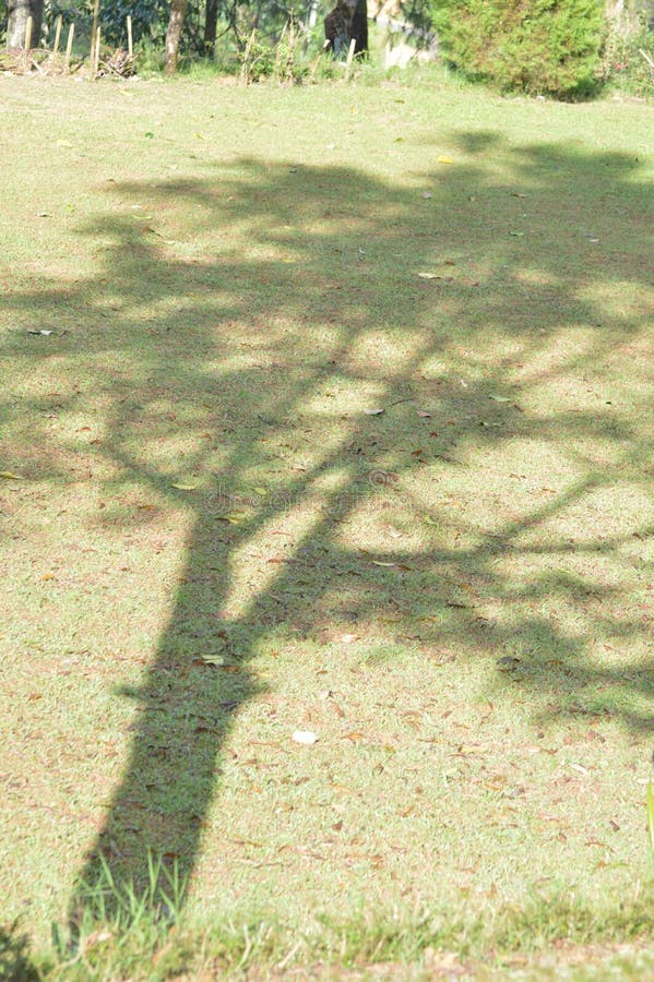 Shadow of a tree stock image. Image of light, desertification - 113196099