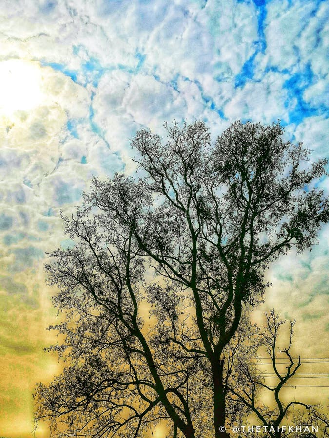 Shadow Tree Vs Blue sky stock image. Image of plant - 194795061
