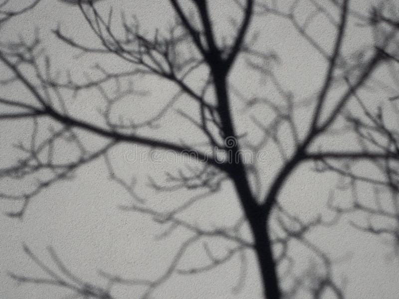 Shadow of a tree on a wall stock photo. Image of design - 164898946