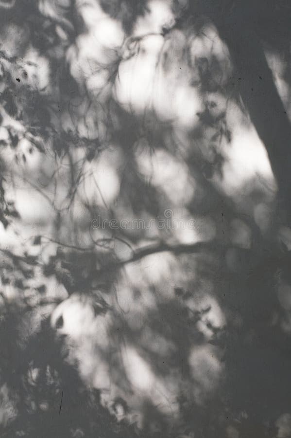 Tree Shadow stock image. Image of shadow, silhouette, tree - 590313