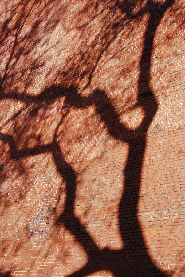 Shadow of a Tree on White Wall and Narrow Window Stock Image - Image of ...