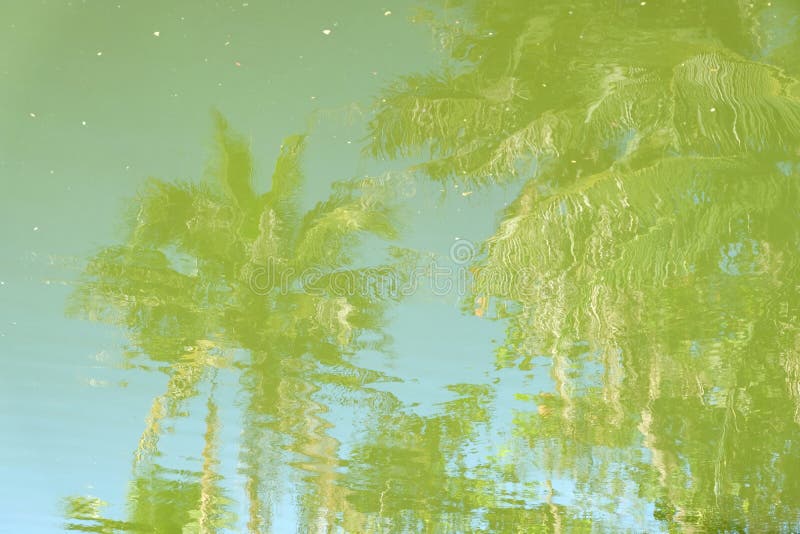 Shadow tree in the water stock photo. Image of palms - 192387636