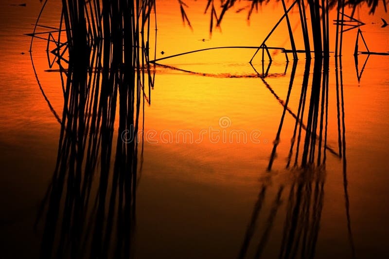 Shadow of tree on water stock photo. Image of shadow - 80288350