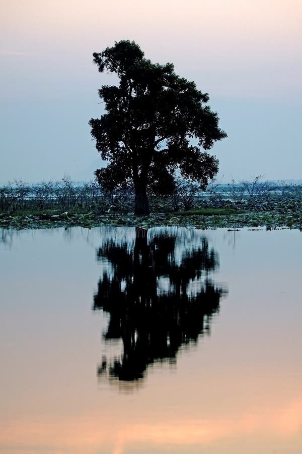 Shadow of tree on water stock image. Image of clear, peace - 80289091