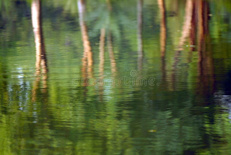 Shadow of tree on water stock image. Image of calmness - 80288241