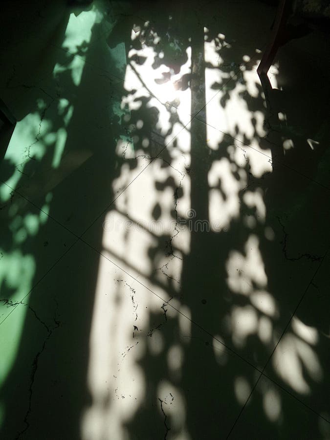 Shadow of Tree on White Floor Stock Image - Image of floor, living ...