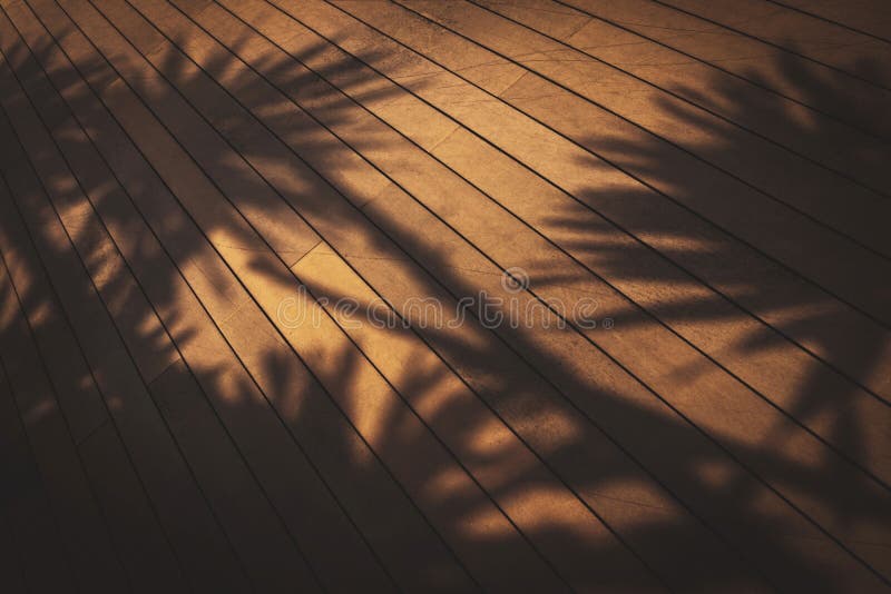 Shadow of the tree stock photo. Image of tropical, floor - 129490982