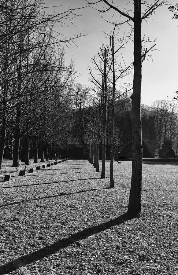 Shadow stock image. Image of tree, white, black, shadow - 84393451