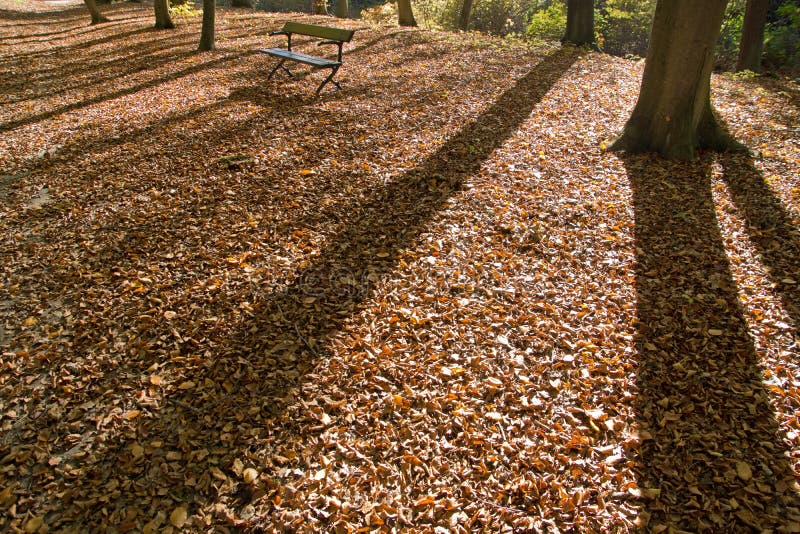 Shadow of trees stock image. Image of leaf, foliage, descriptive - 46837079