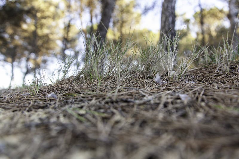 Shadow of Trees in the Forest Stock Photo - Image of landscape, rain ...