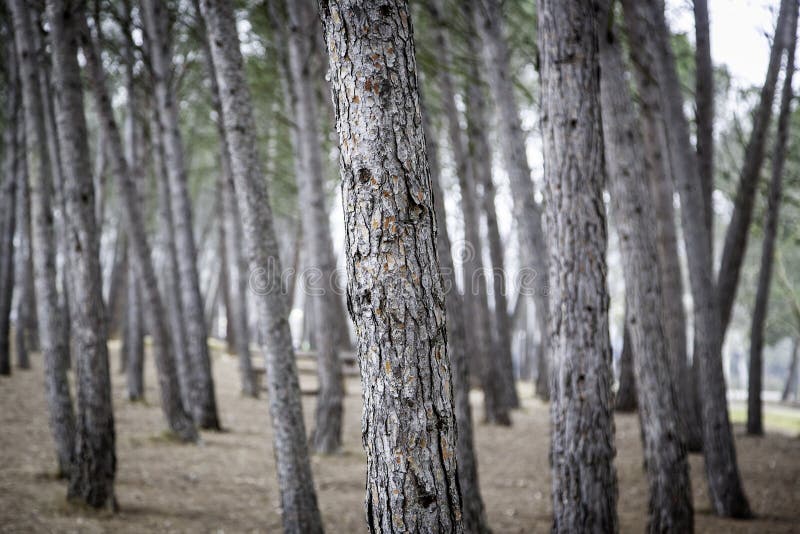 Shadow of Trees in the Forest Stock Photo - Image of coniferous ...