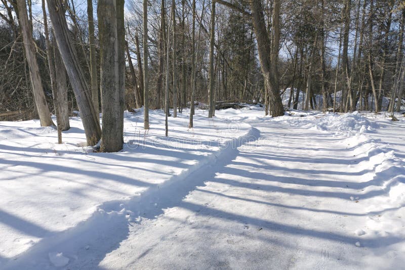 Shadow of the Trees in the Forest in Winter. Sunlight Peeking through ...