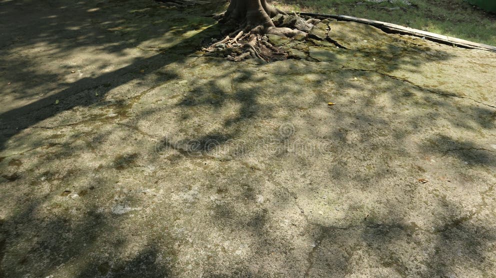 Shadow from Trees at the Garden Stock Image - Image of roots, shadow ...