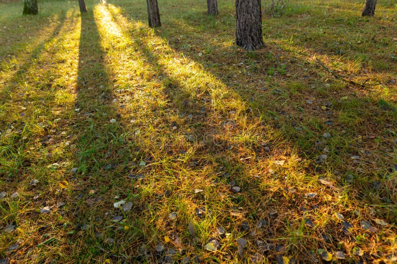 The Shadow from the Trees on the Grass in the Autumn Forest. Stock ...