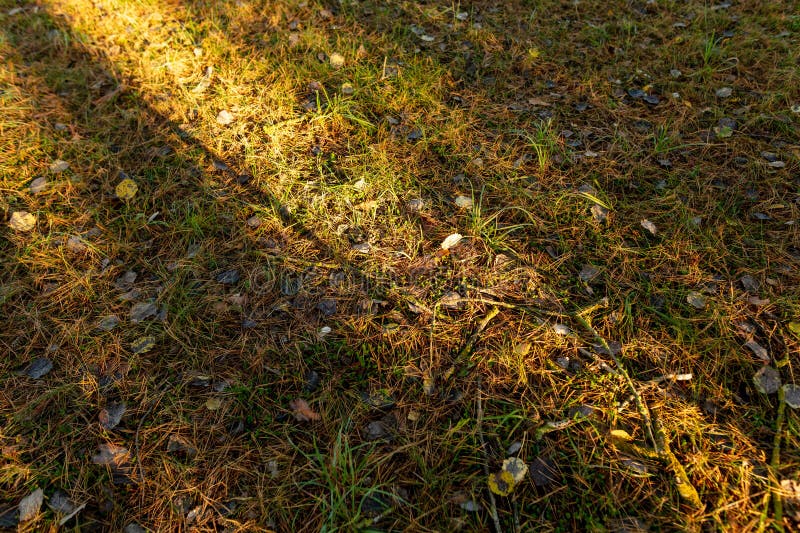 The Shadow from the Trees on the Grass in the Autumn Forest. Stock ...