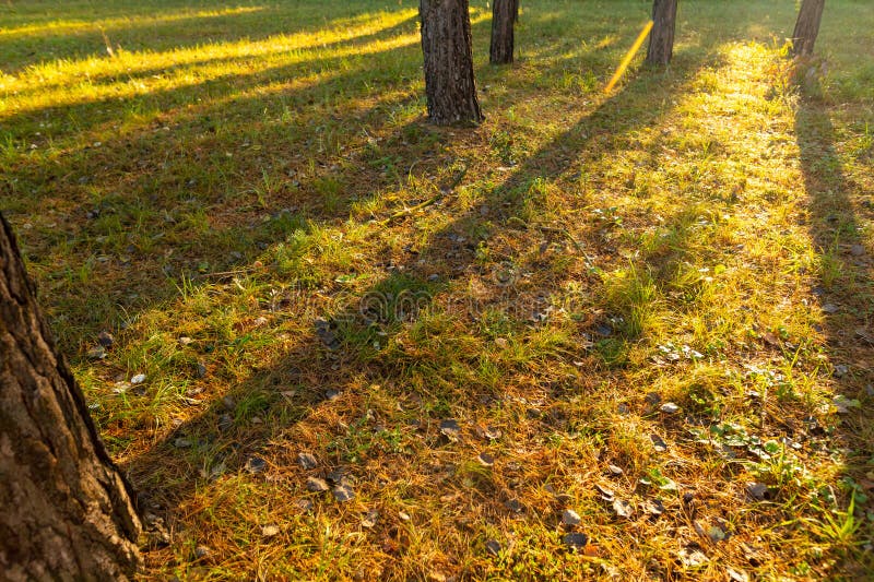 The Shadow from the Trees on the Grass in the Autumn Forest. Stock ...