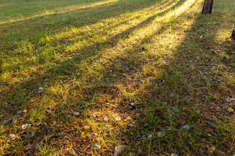 The Shadow from the Trees on the Grass in the Autumn Forest. Stock ...