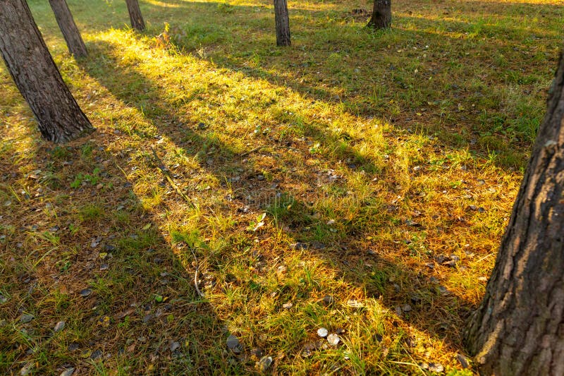 The Shadow from the Trees on the Grass in the Autumn Forest. Stock ...