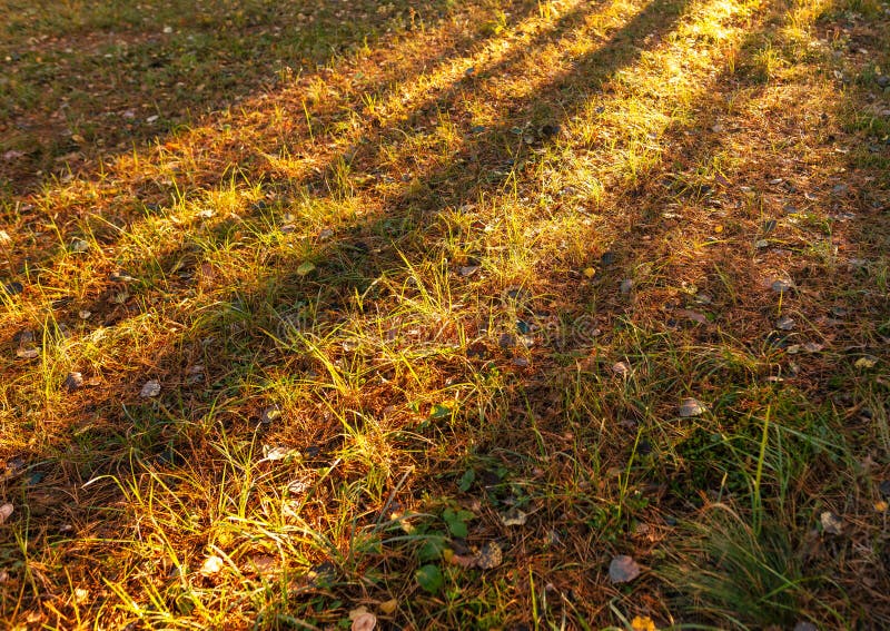 The Shadow from the Trees on the Grass in the Autumn Forest. Stock ...